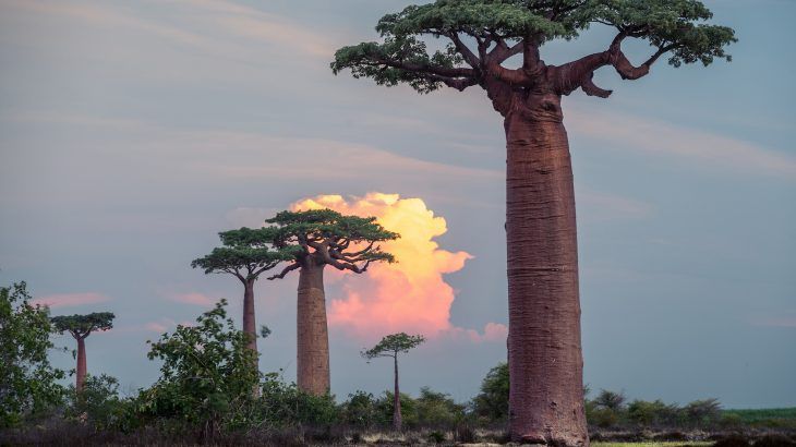 The Monkey Bread Tree